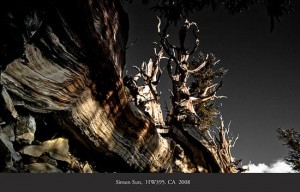 Traveling to California The Methuselah Tree The Oldest Tree in the World