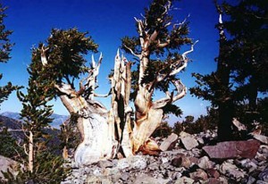 Traveling to California The Methuselah Tree The Oldest Tree in the World
