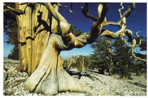 Traveling to California The Methuselah Tree The Oldest Tree in the World