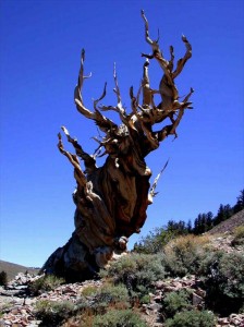 Traveling to California The Methuselah Tree The Oldest Tree in the World