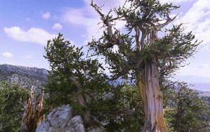 Traveling to California The Methuselah Tree The Oldest Tree in the World