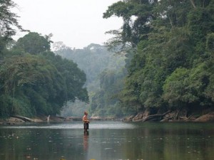 Dja Faunal Reserve, a World Heritage Site Cameroon