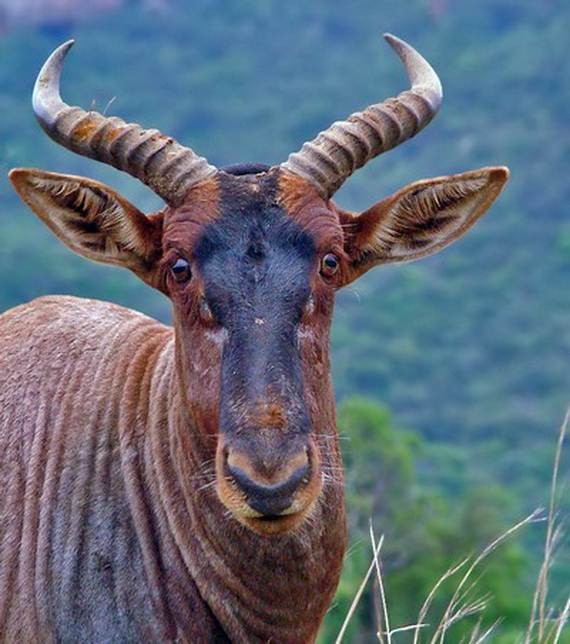 dja-faunal-reserve-cameroon-_21 | family holiday