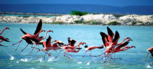 Dutch Caribbean Island Paradise on the ABC Islands (Aruba, Bonaire and ...