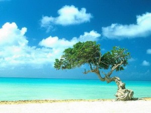 Dutch Caribbean Island Paradise on the ABC Islands (Aruba, Bonaire and ...