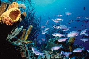 Dutch Caribbean Island Paradise on the ABC Islands (Aruba, Bonaire and ...