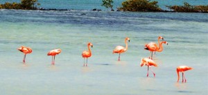 Dutch Caribbean Island Paradise on the ABC Islands (Aruba, Bonaire and ...