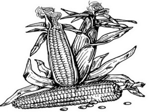 Baisakhi Coloring Pages (Vaisakhi Festival)