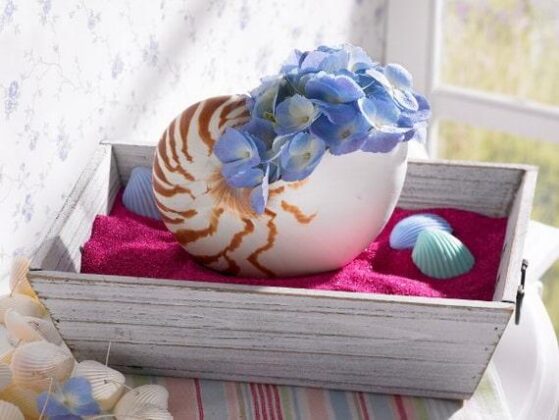 40 Nautical Maritime Shell Décor and Craft Activity